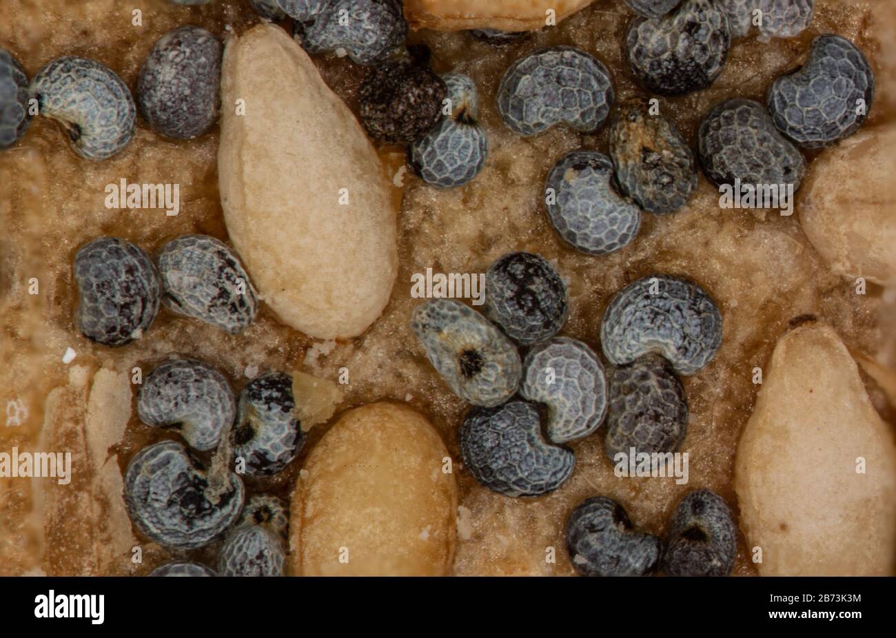 crispy multigrain rolls with poppy seeds greatly enlarged Stock Photo ...
