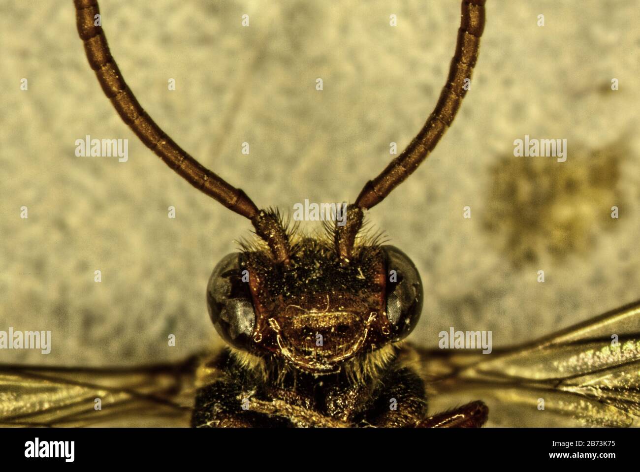 Parasitic wasp head with antennas Stock Photo - Alamy