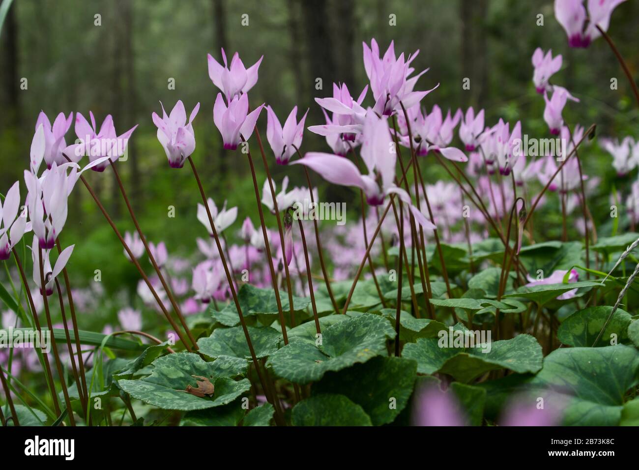 a cluster of Flowering Persian Violets (Cyclamen persicum ...