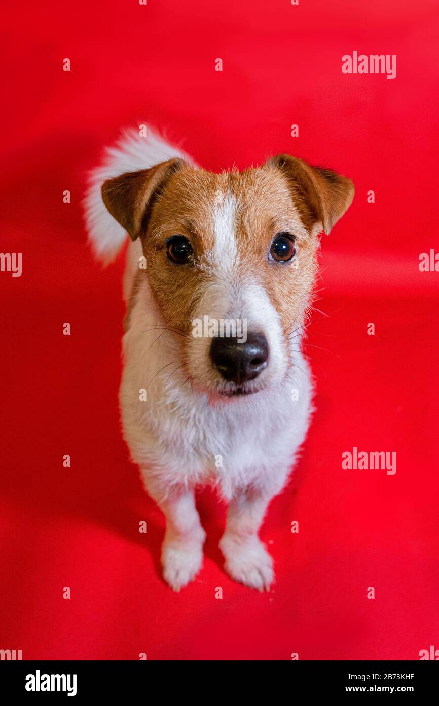 Human face dog face hi-res stock photography and images - Alamy