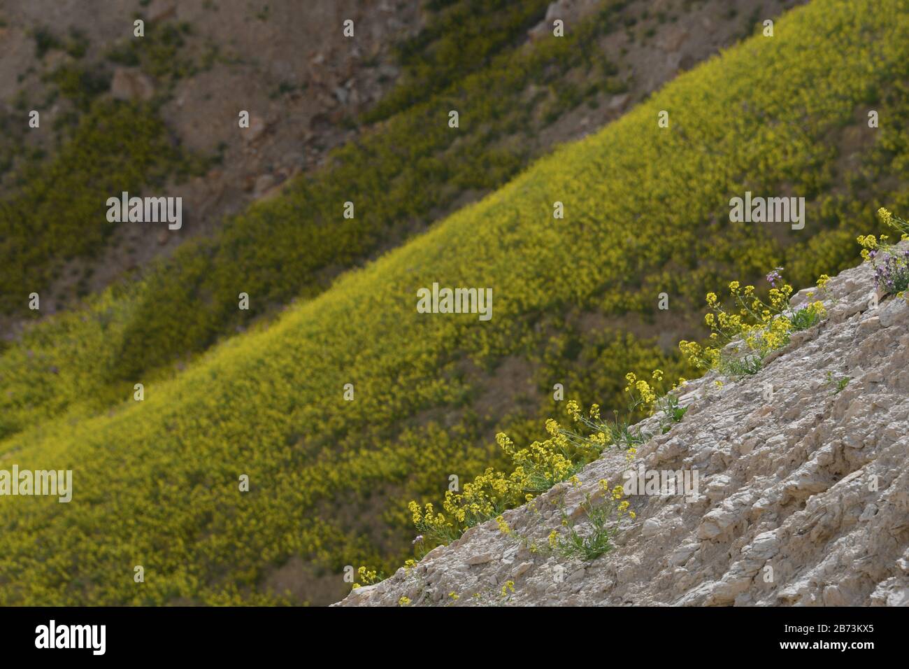 Yellow Desert Bloom After a rare rainy season in the Negev Desert ...