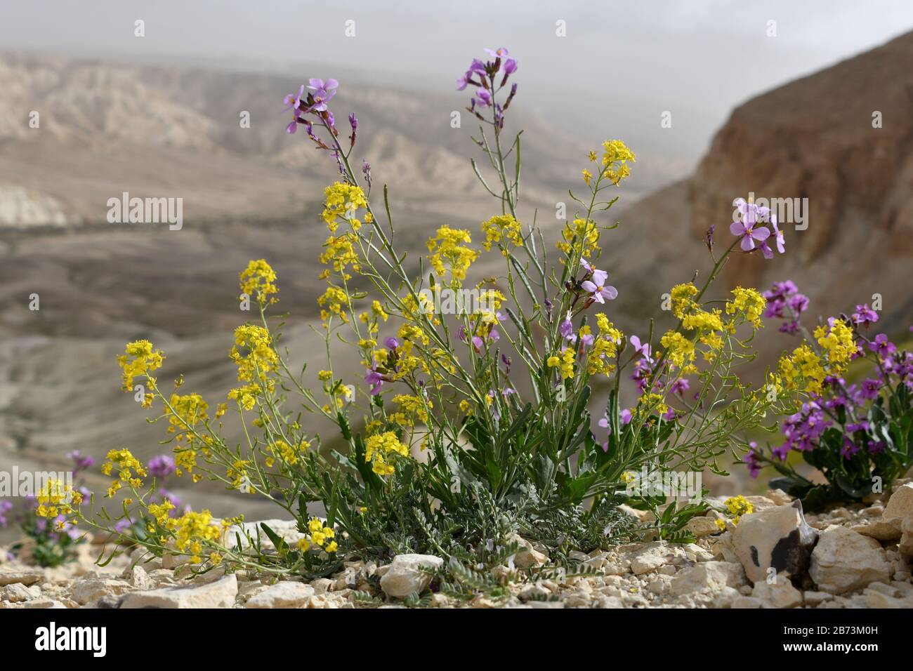Yellow Desert Bloom After a rare rainy season in the Negev Desert ...