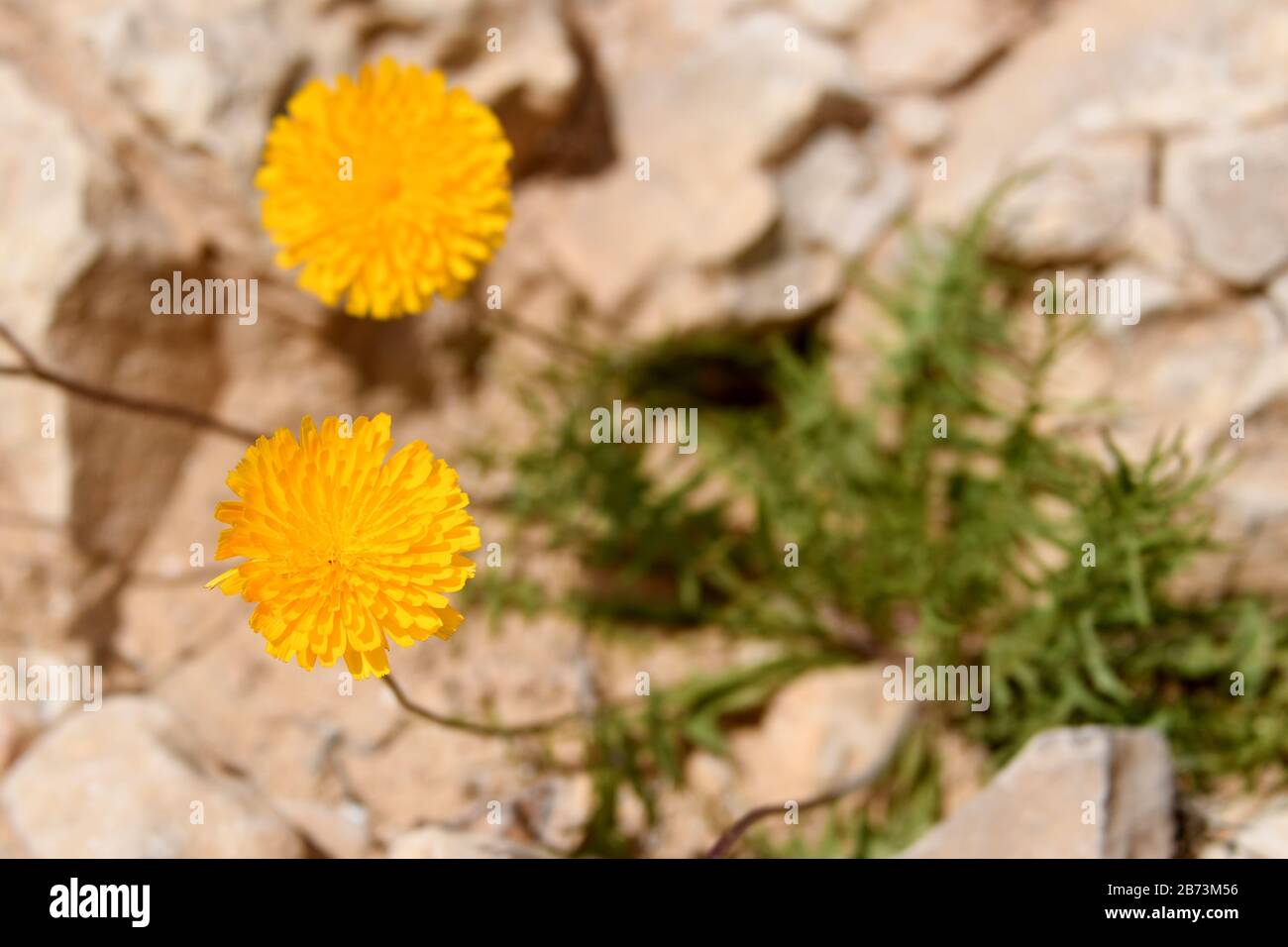 Yellow Desert Bloom After a rare rainy season in the Negev Desert ...