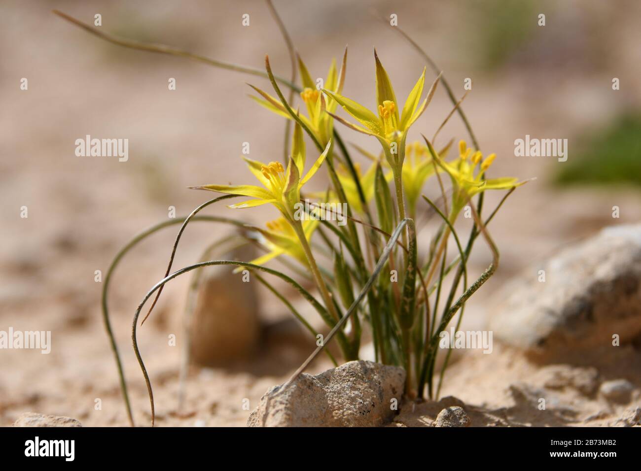 Yellow Desert Bloom After a rare rainy season in the Negev Desert ...