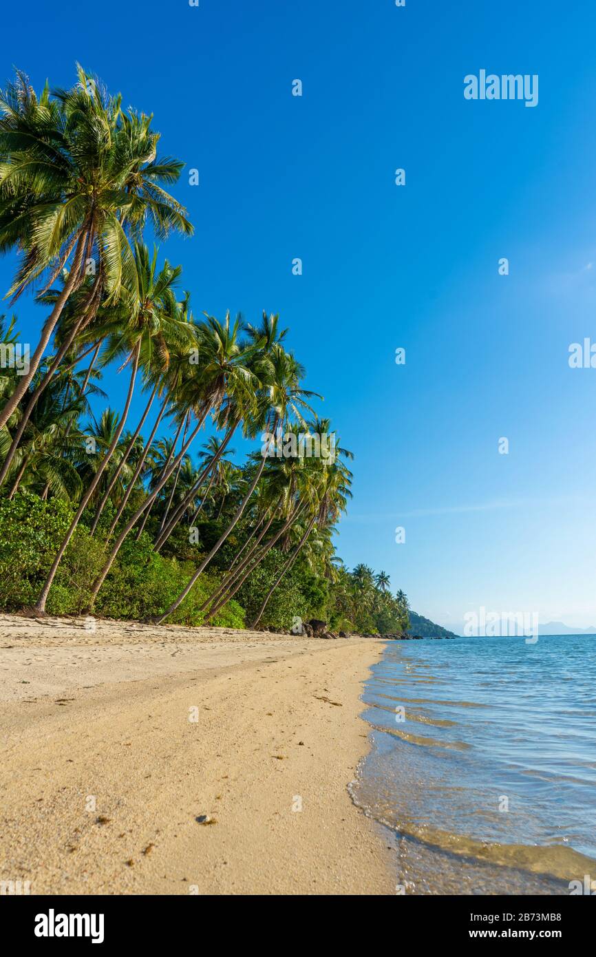 Sandy beach of a paradise deserted tropical island. Palm trees overhang ...