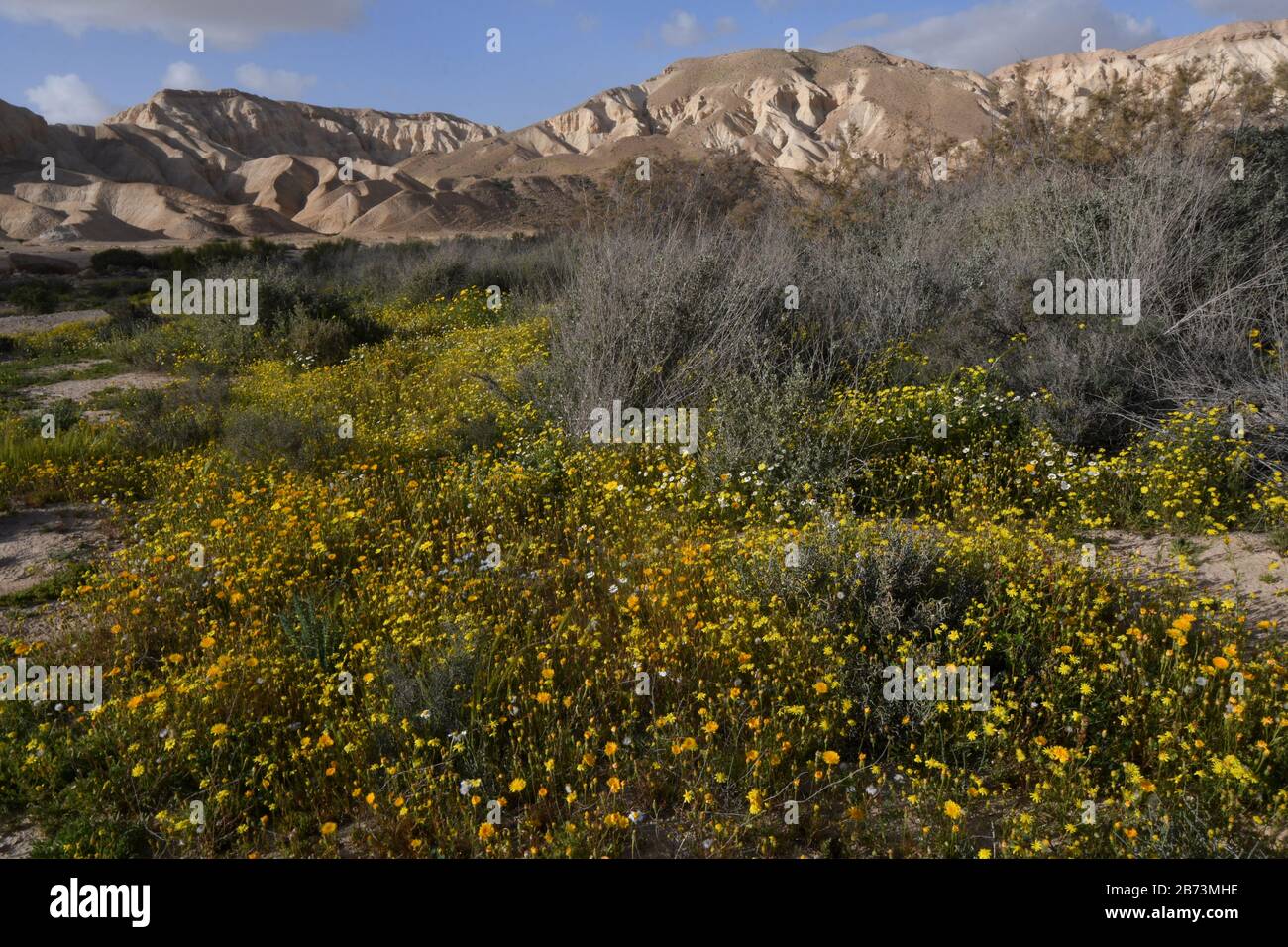 Yellow Desert Bloom After a rare rainy season in the Negev Desert ...
