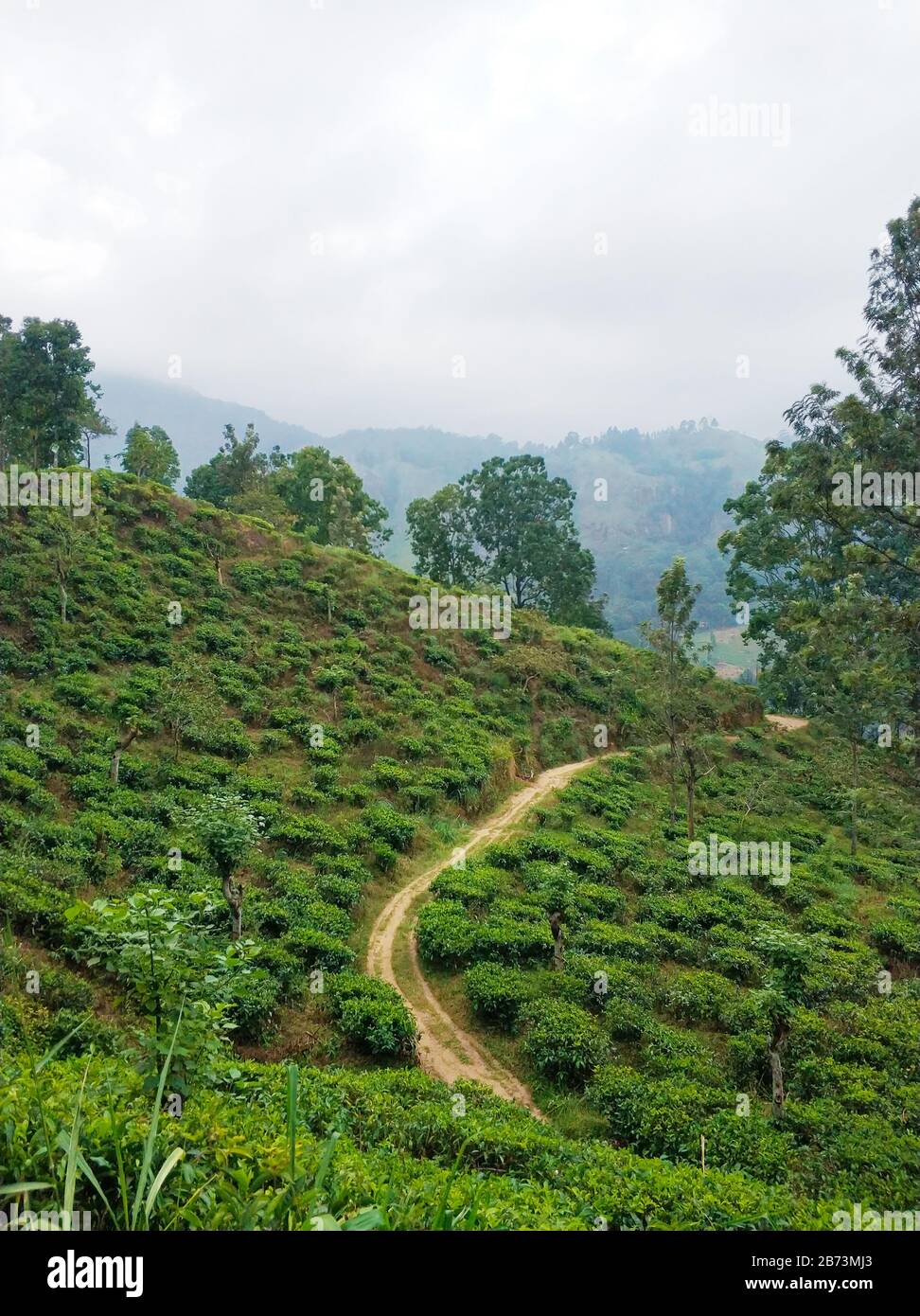 Well-trodden path on a green hill in the jungle Stock Photo - Alamy