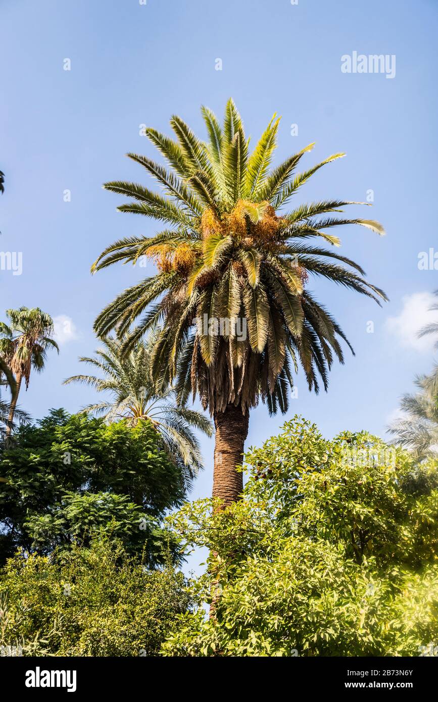 Palm tree, Marrakech, Morocco Stock Photo - Alamy