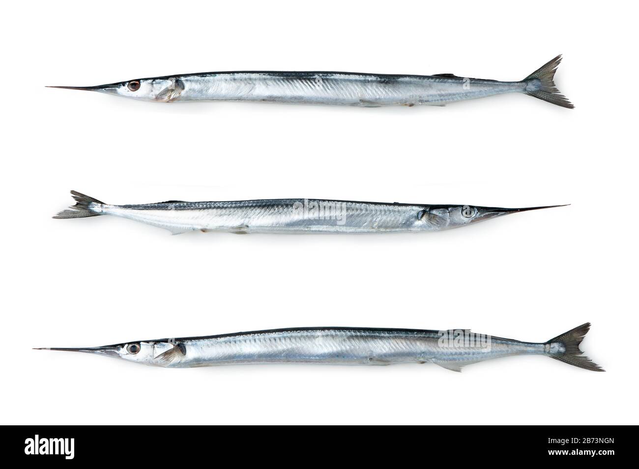 Silver Gar High Resolution Stock Photography and Images - Alamy
