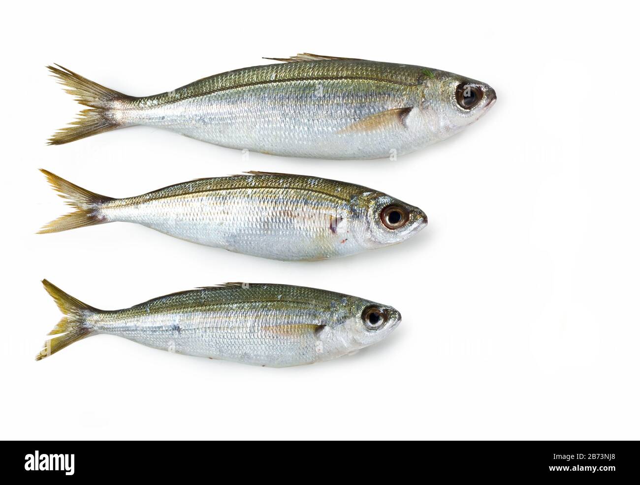 Fish Cow Cut Out Stock Images & Pictures - Alamy