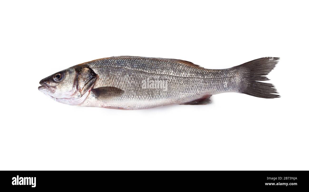 Dicentrarchus Labrax High Resolution Stock Photography and Images - Alamy