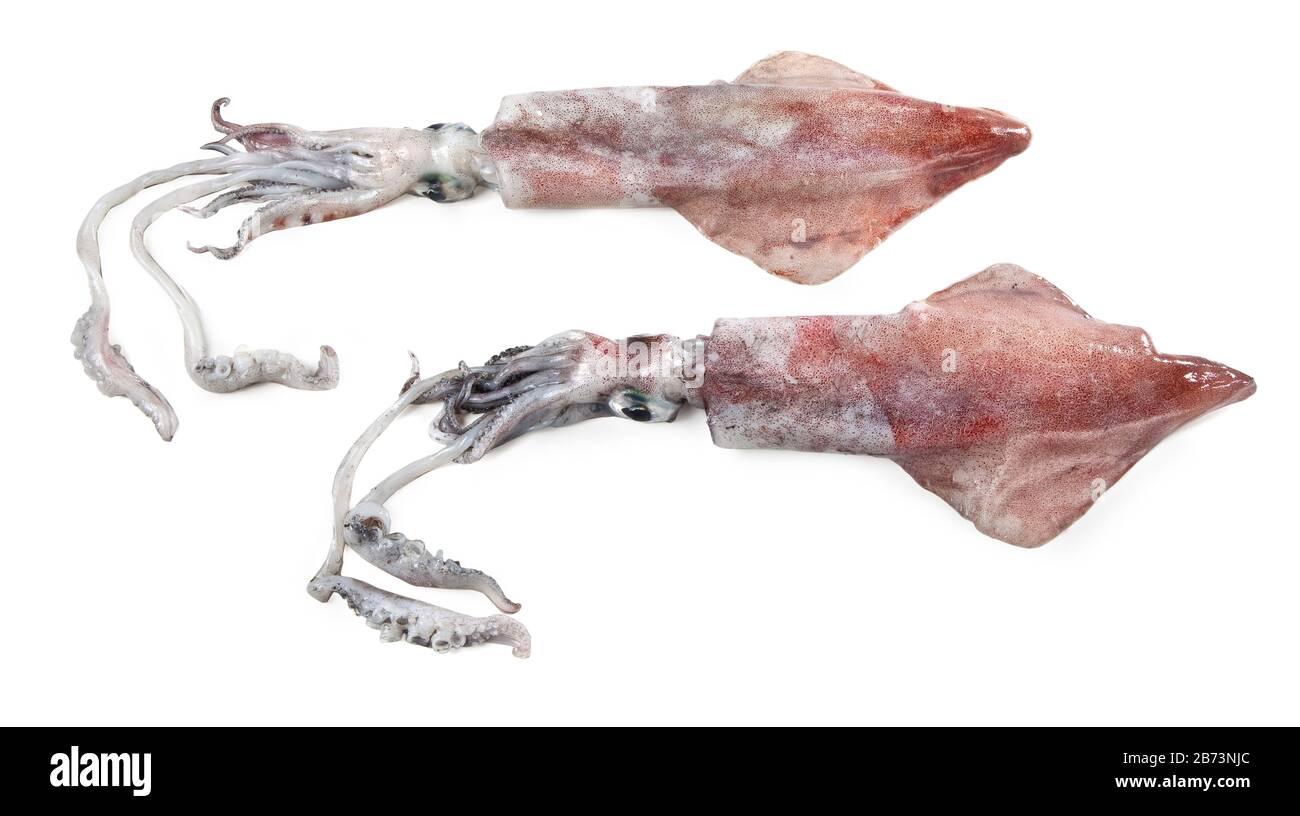 Loligo Squid High Resolution Stock Photography and Images - Alamy