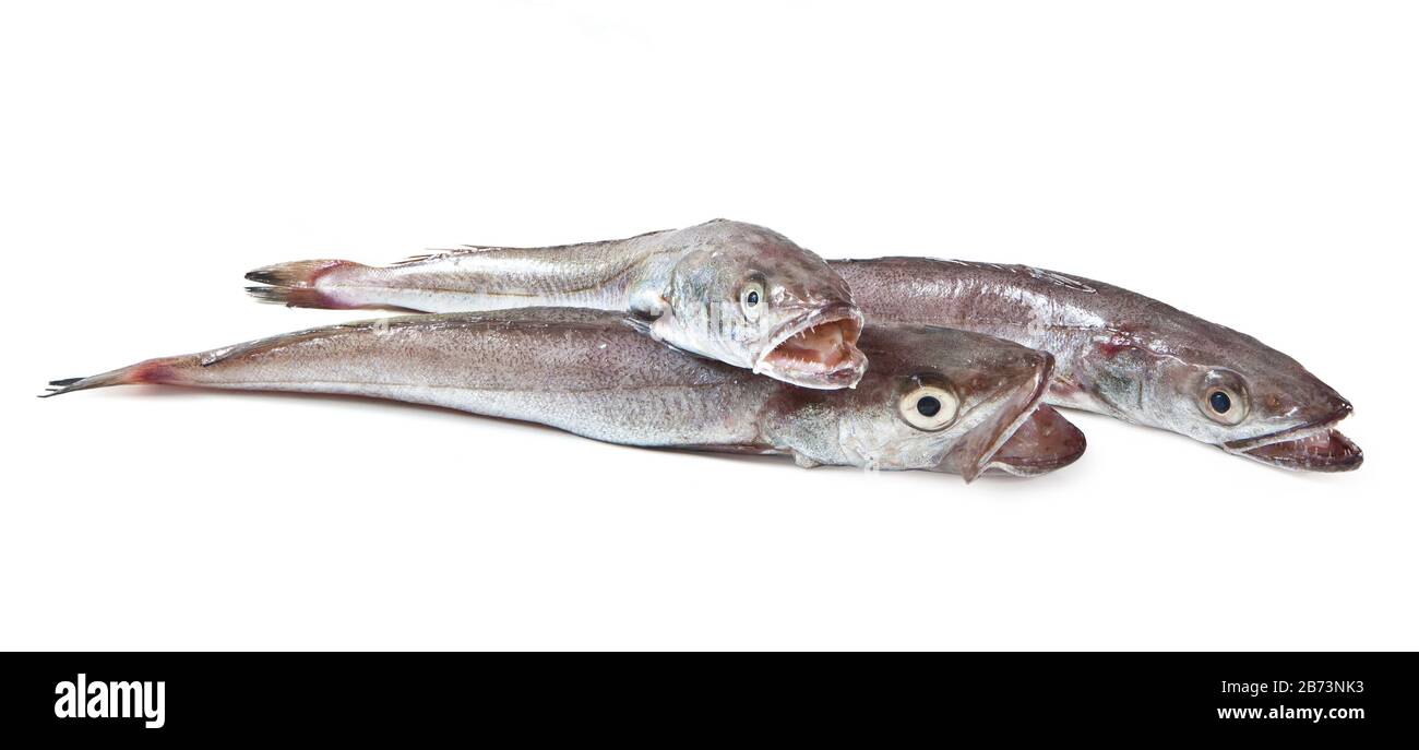 Merluccius High Resolution Stock Photography and Images - Alamy