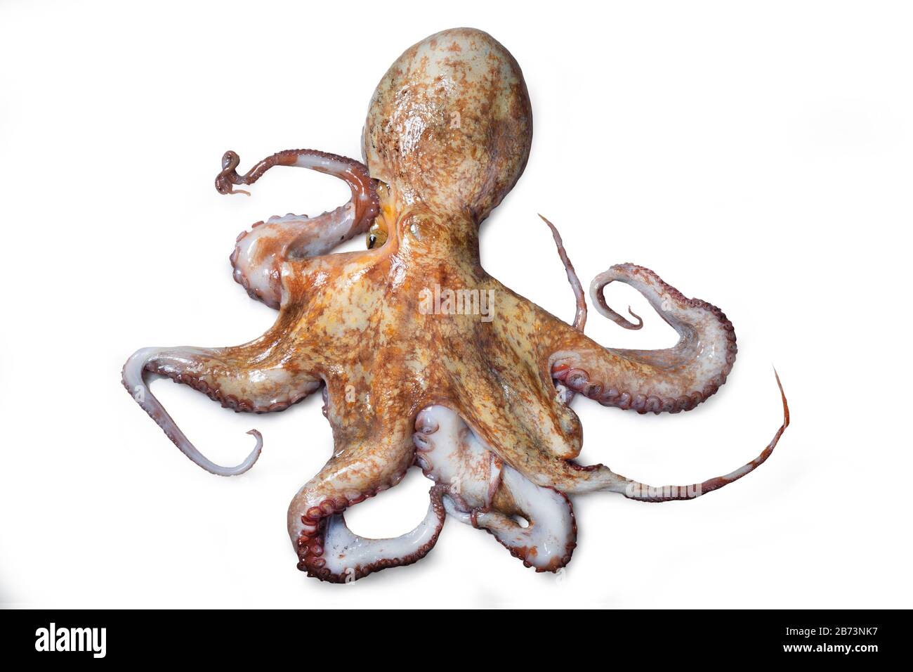 Common Octopus High Resolution Stock Photography and Images - Alamy