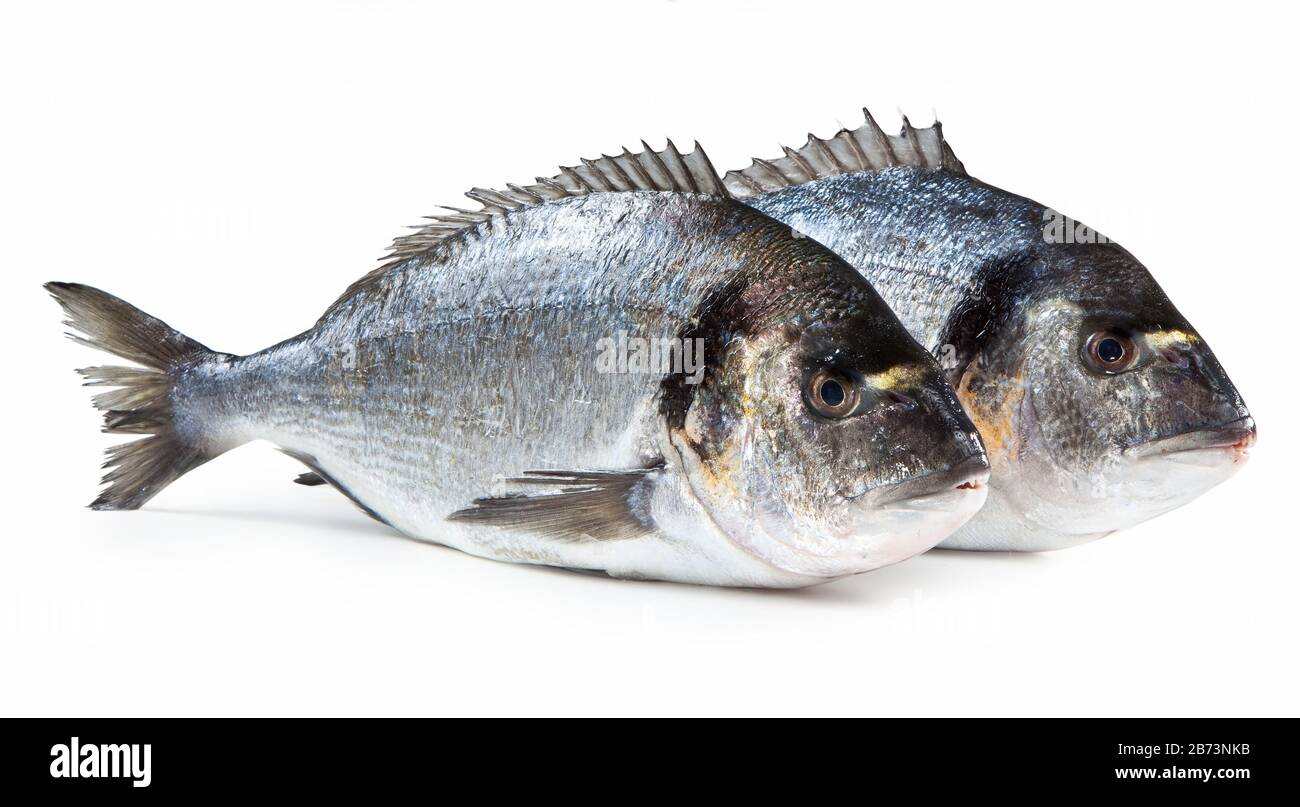 The Gilt Head Bream High Resolution Stock Photography and Images - Alamy