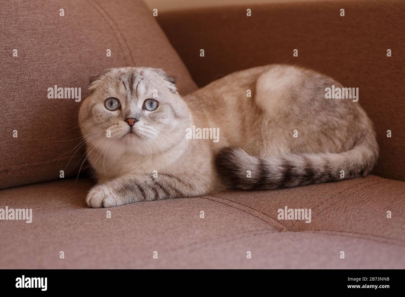 Ash color hi-res stock photography and images - Alamy