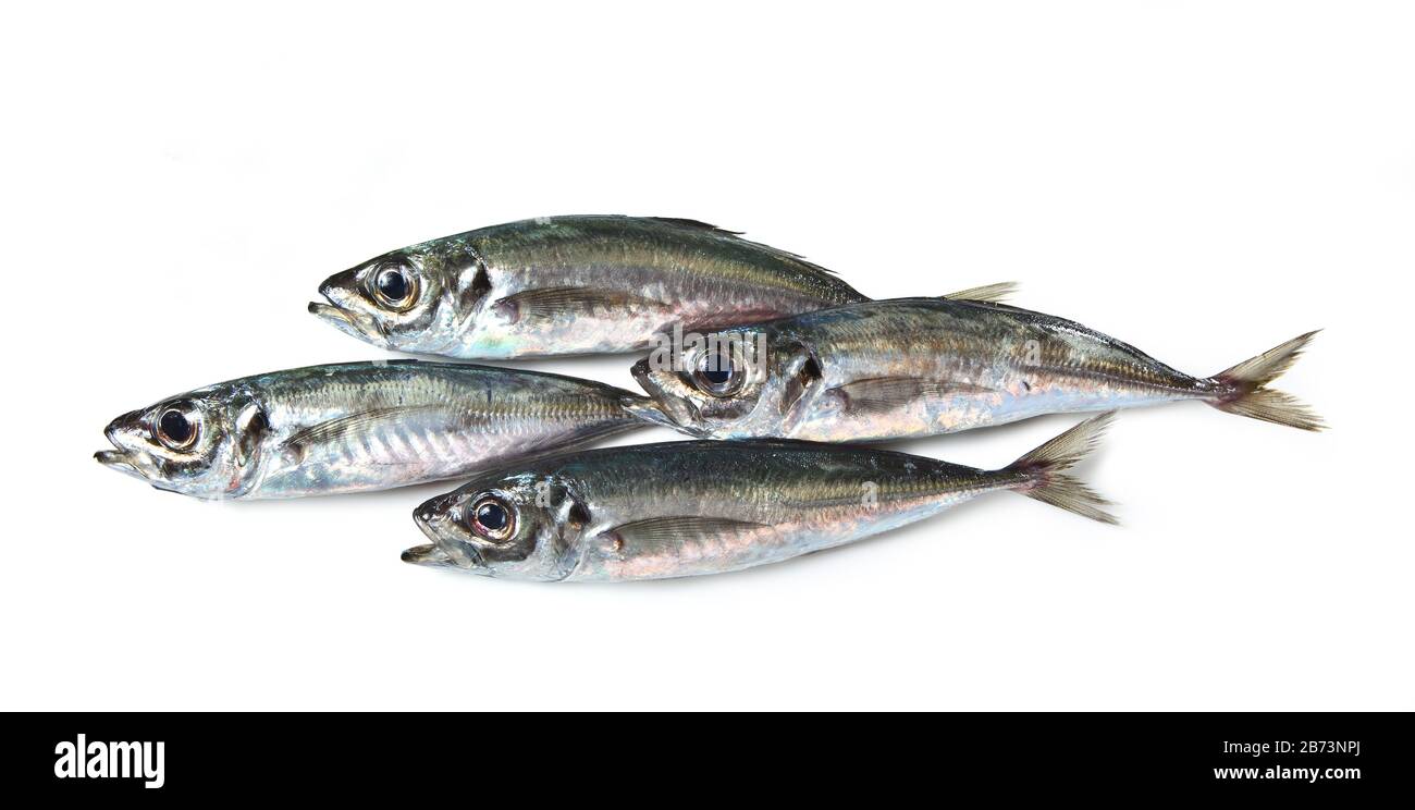 Trachurus Fish High Resolution Stock Photography and Images - Alamy