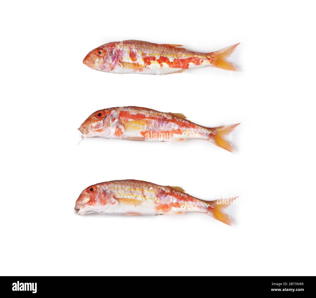 Fresh Striped Red Mullet High Resolution Stock Photography and Images ...