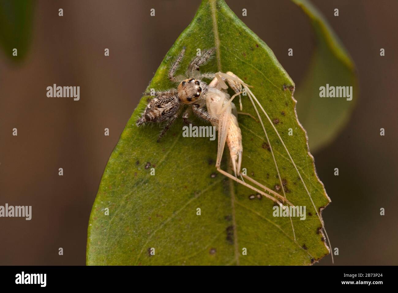 Big Kill, Hyllus semicupreus, Jumping Spider, Pune, Maharashtra, India ...