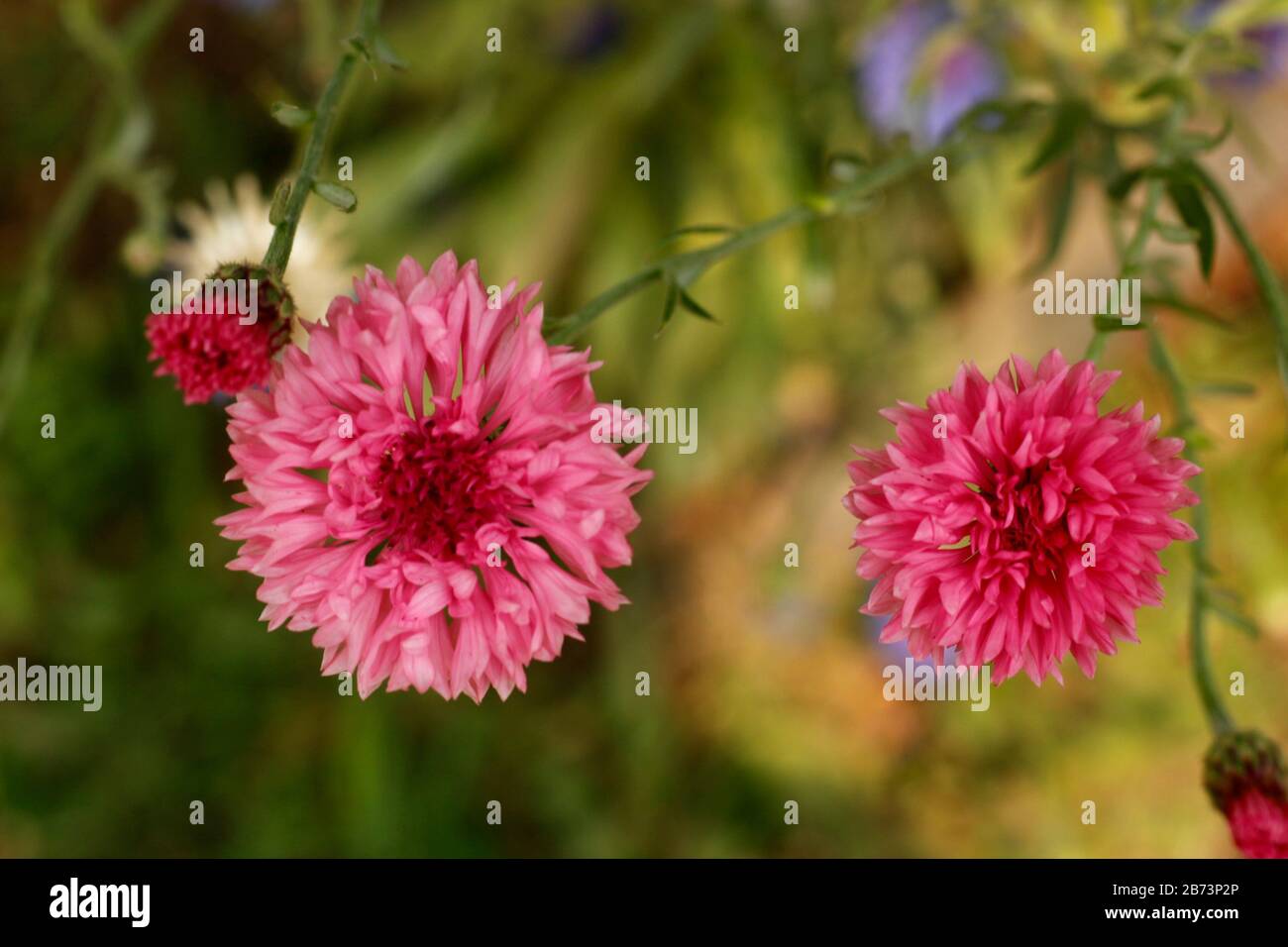 Pink flowers images full hd hi-res stock photography and images - Alamy