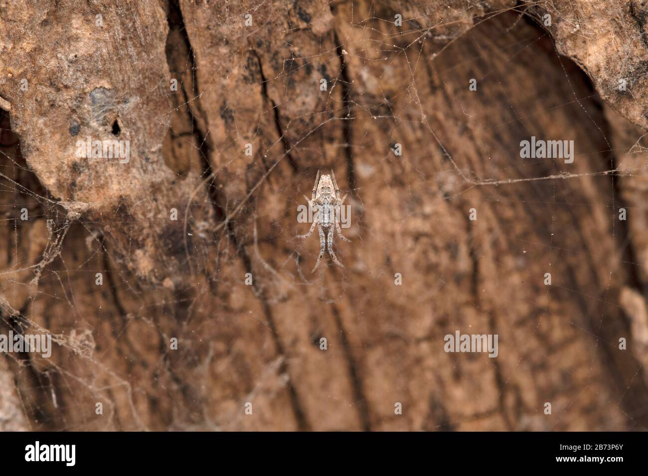 Hackled Mesh web spider, Uloborus bigibbosus, Uloboridae, Pune ...