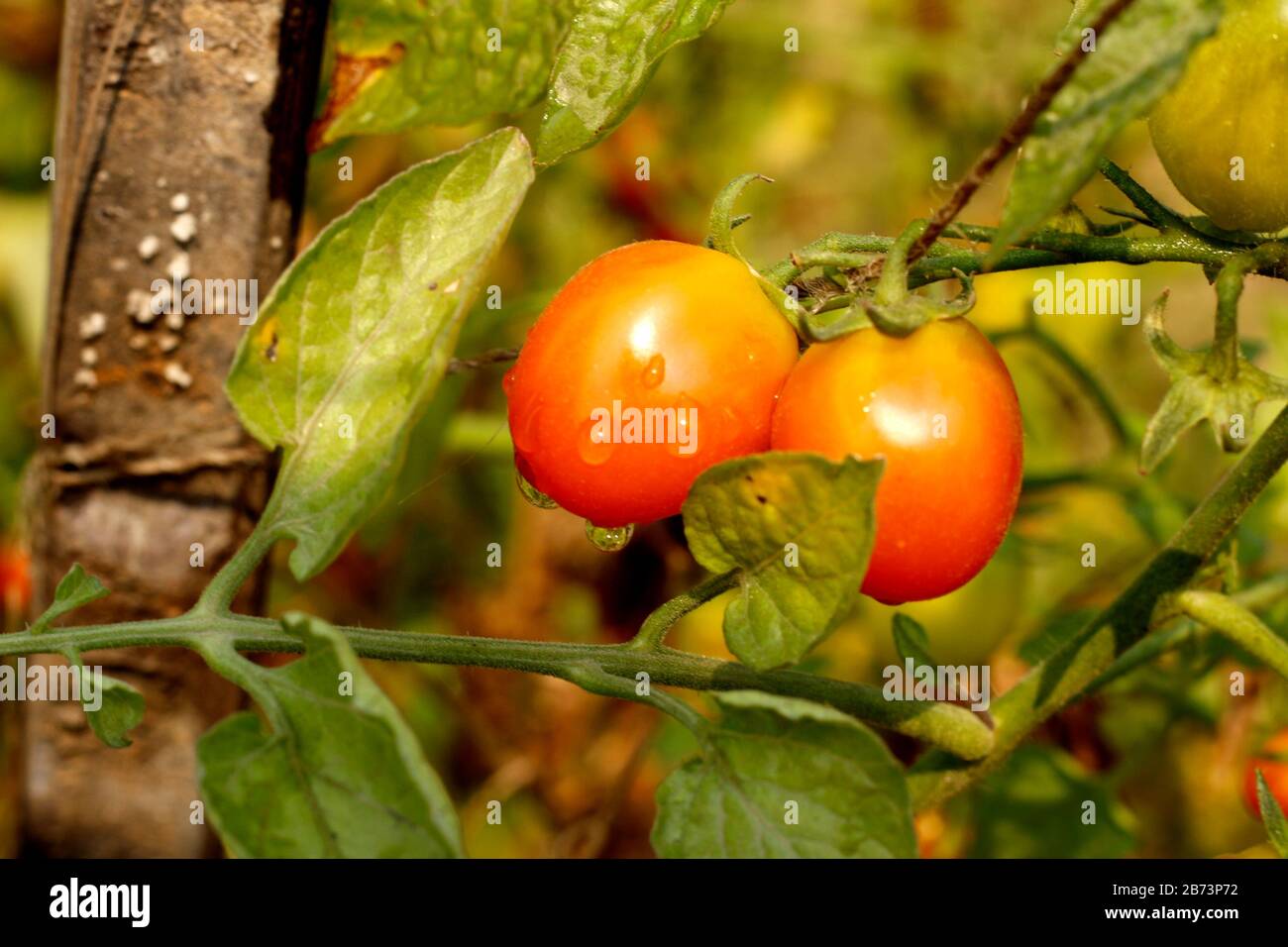 Tob tree hi-res stock photography and images - Alamy