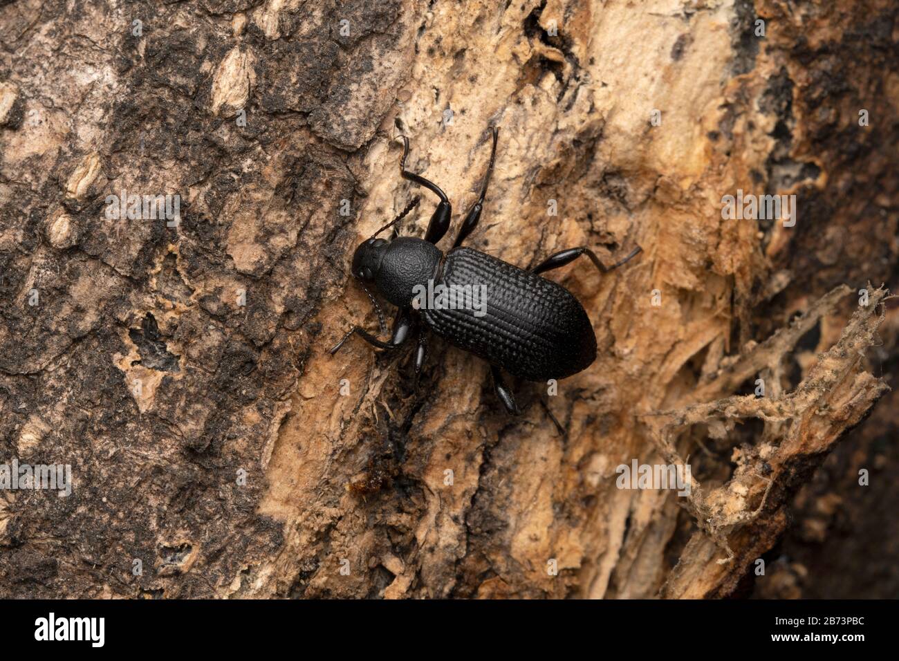 Mealworm beetle hi-res stock photography and images - Alamy