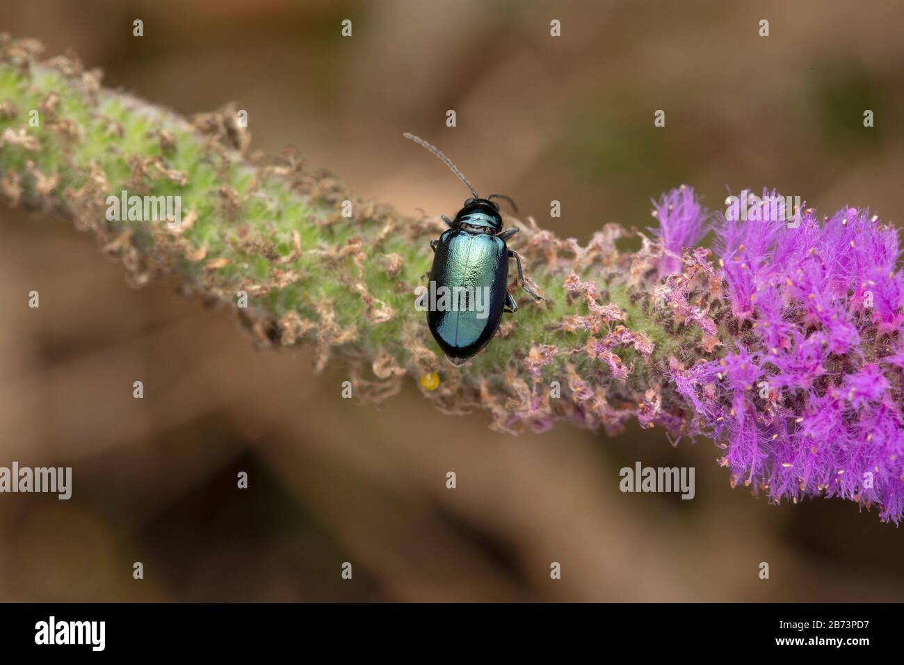 Mint Beetle, Metallic beetle, Cryolina caerulans, Crysomelidae ...