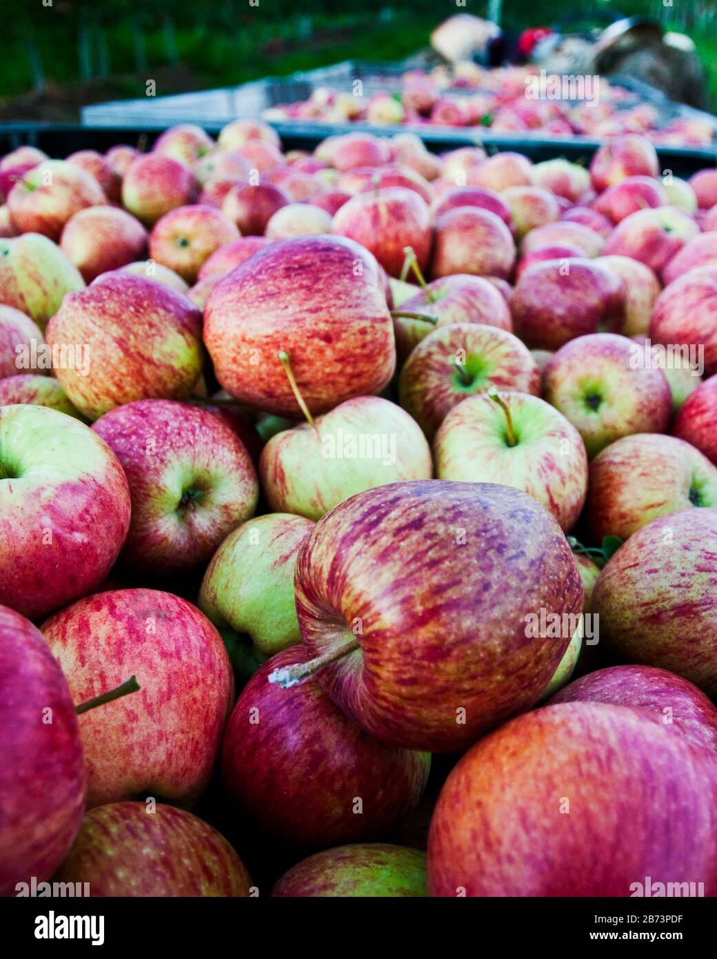 The Apple Crop 4 Stock Photo - Alamy