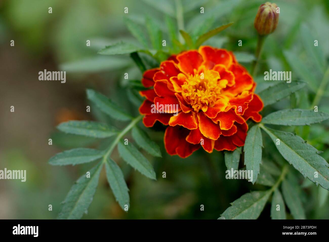 Gas Flower High Resolution Stock Photography and Images - Alamy