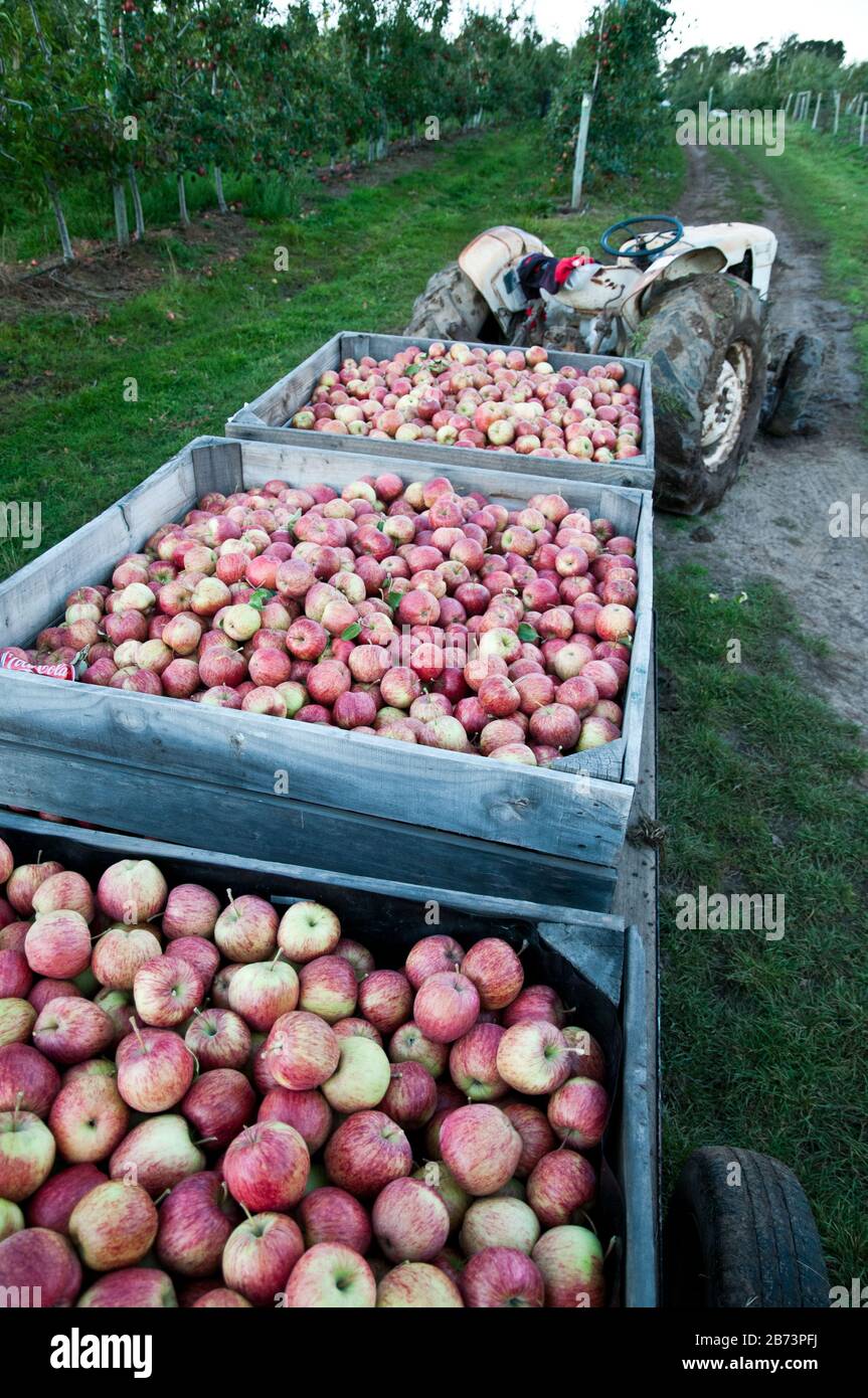 The Apple Crop 3 Stock Photo - Alamy