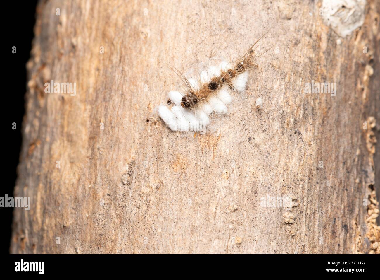 Parasitized caterpillar with wasp eggs, Pune, Maharashtra, India Stock ...