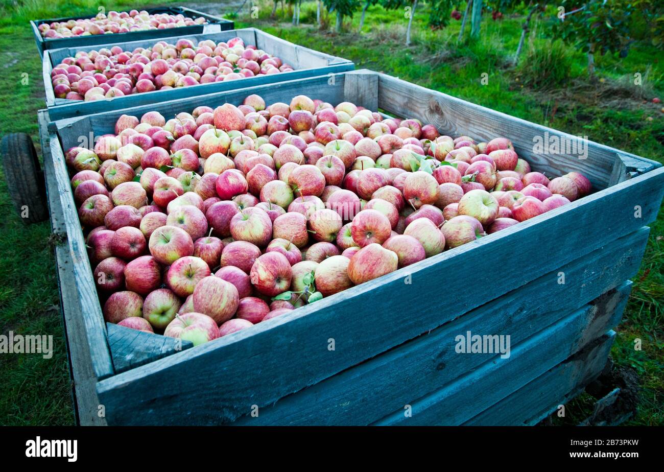 The Apple Crop 2 Stock Photo - Alamy