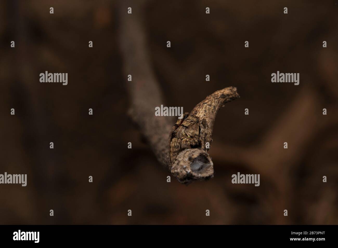 Tree stump spider, Poltys columnaris, Araneidae, Pune, Maharashtra ...