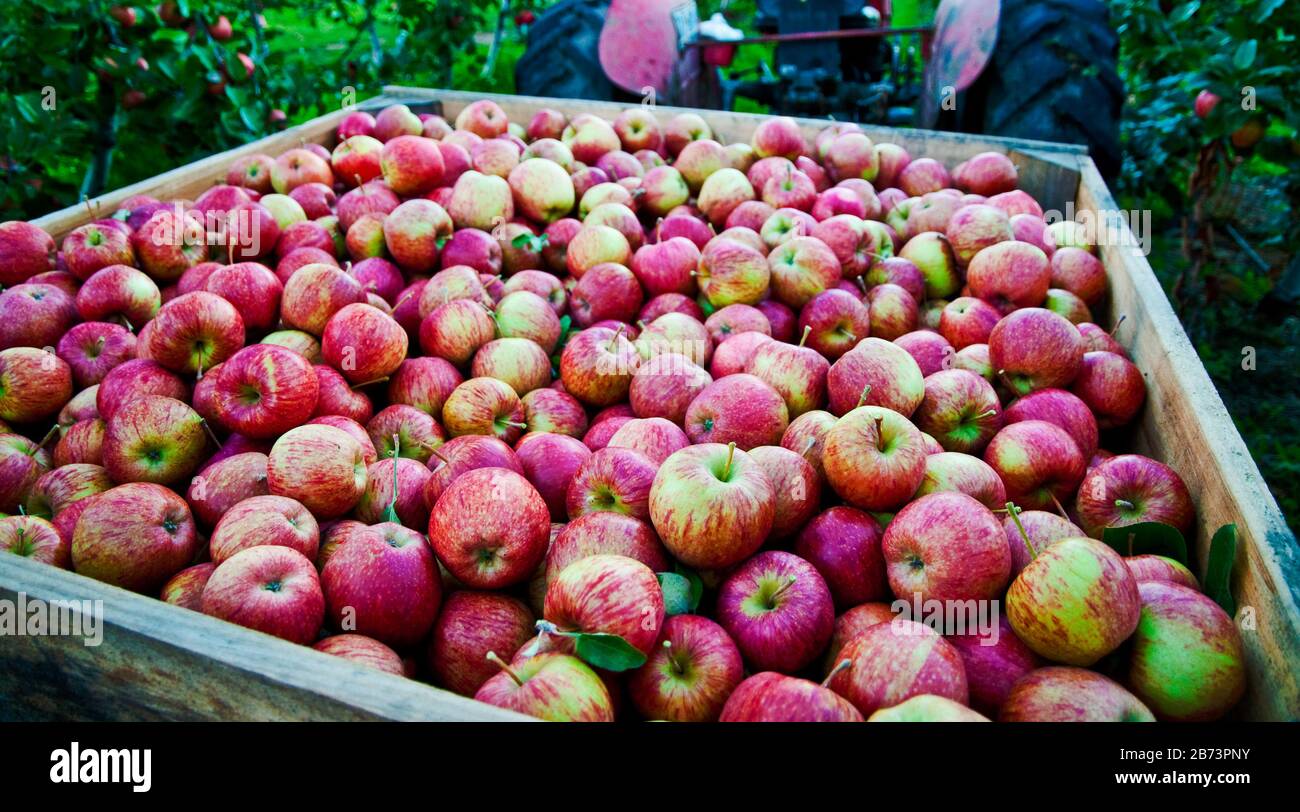 The Apple Crop Stock Photo - Alamy