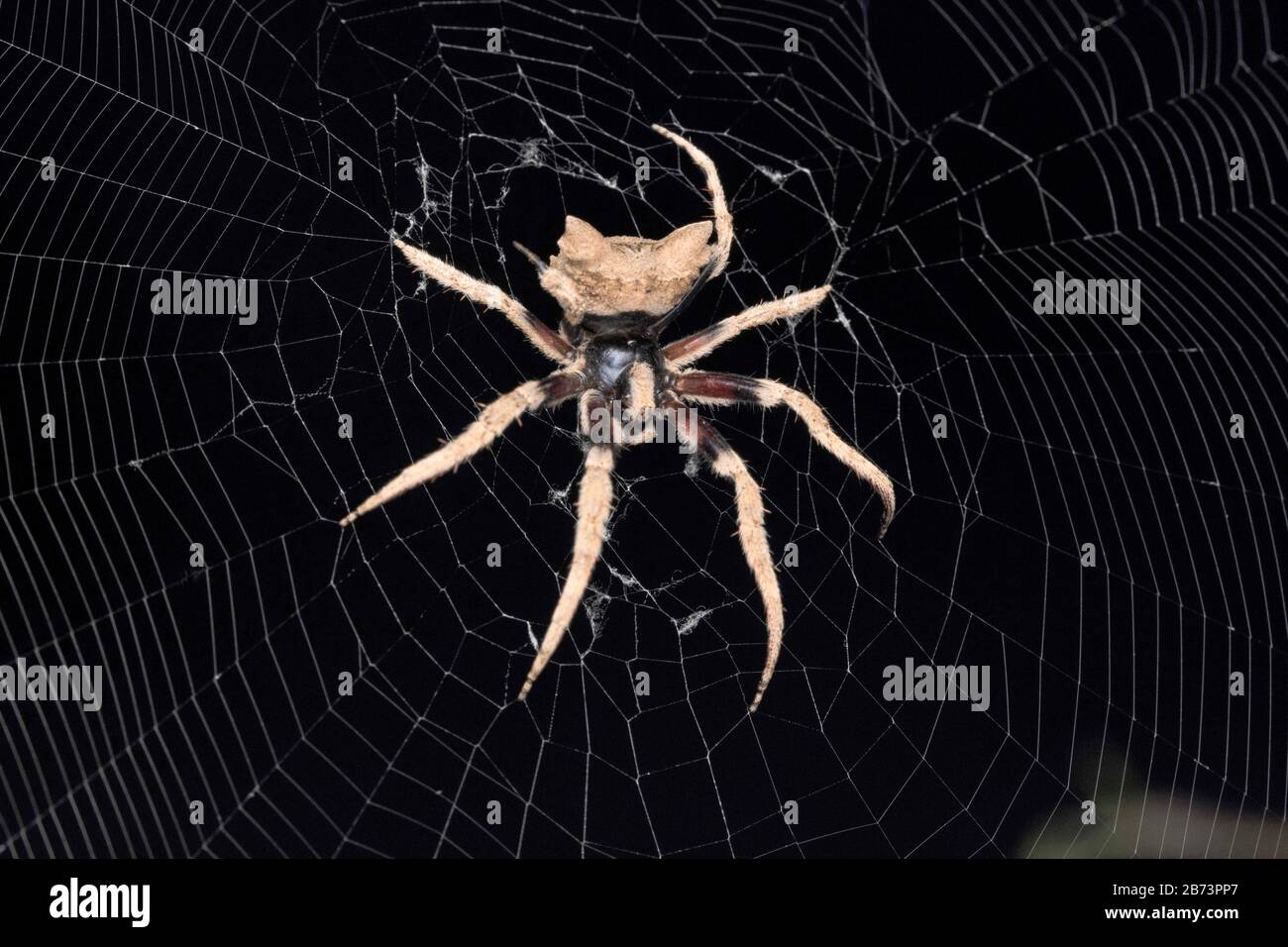 Tree stump spider, Poltys illepidus, Araneidae, Lonand, Satara ...