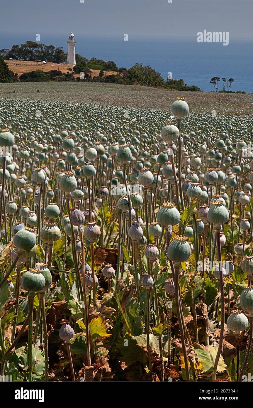 Poppy Crop 2 Stock Photo - Alamy