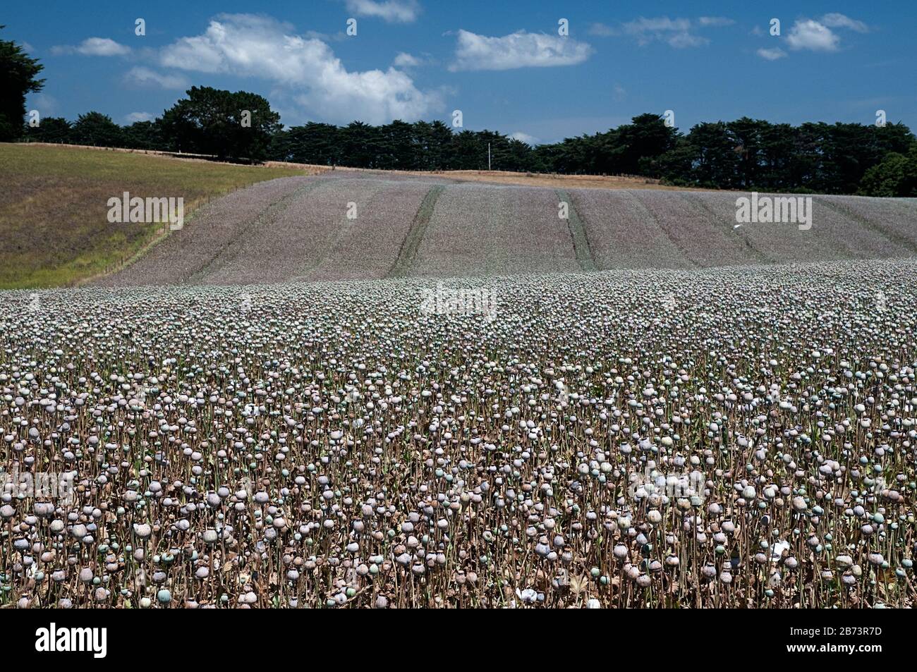 Poppy Crop High Resolution Stock Photography and Images - Alamy