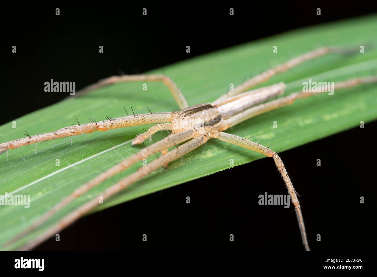 Mukundi hi-res stock photography and images - Alamy