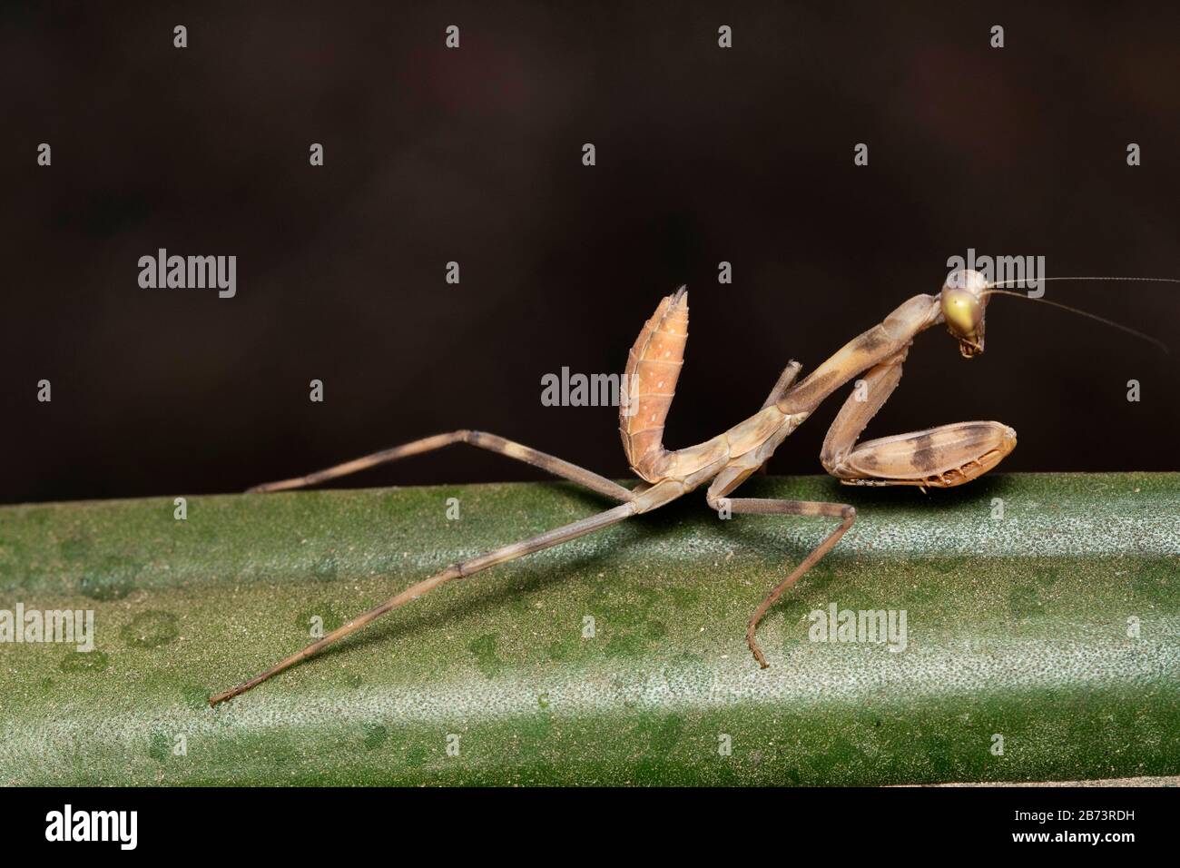 Juvenile Mantis, Hierodula membranacea, Pune, Maharashtra, India Stock ...