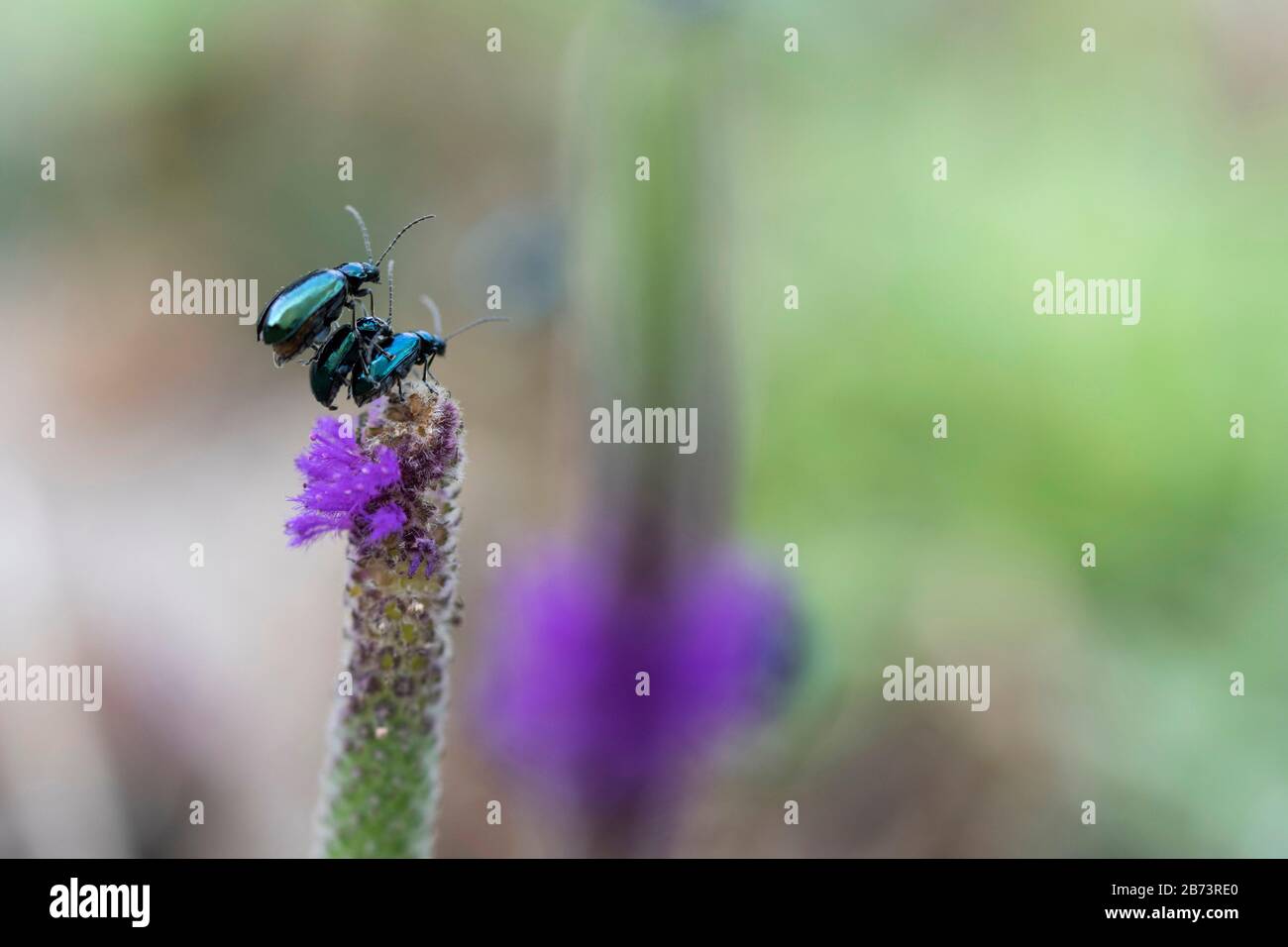 Mating Altica cyanea, Mint Beetle, Pune, Maharashtra, India Stock Photo ...