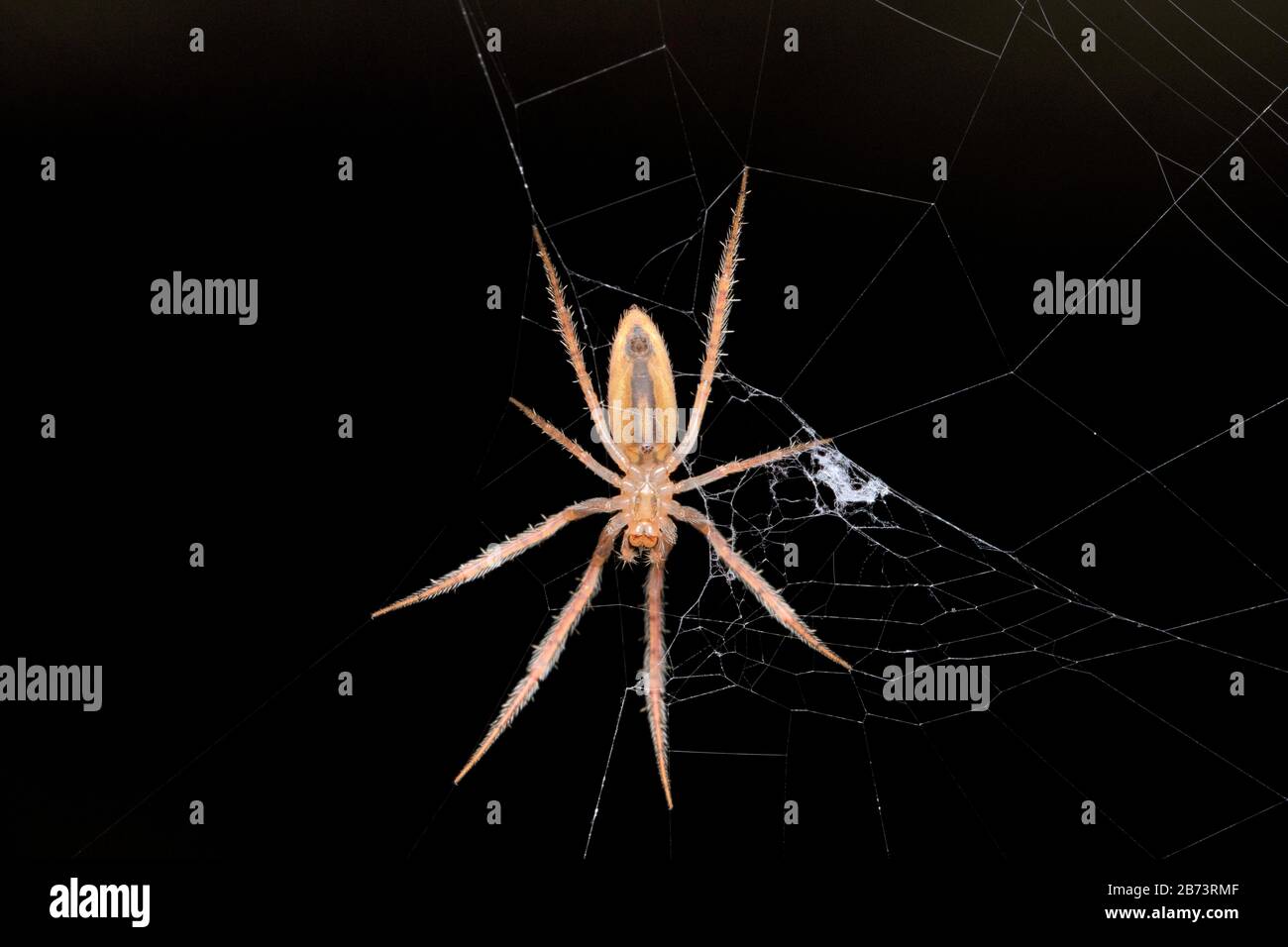 Spider Ventral View, Larinia directa is a species of orb weaver Spider ...