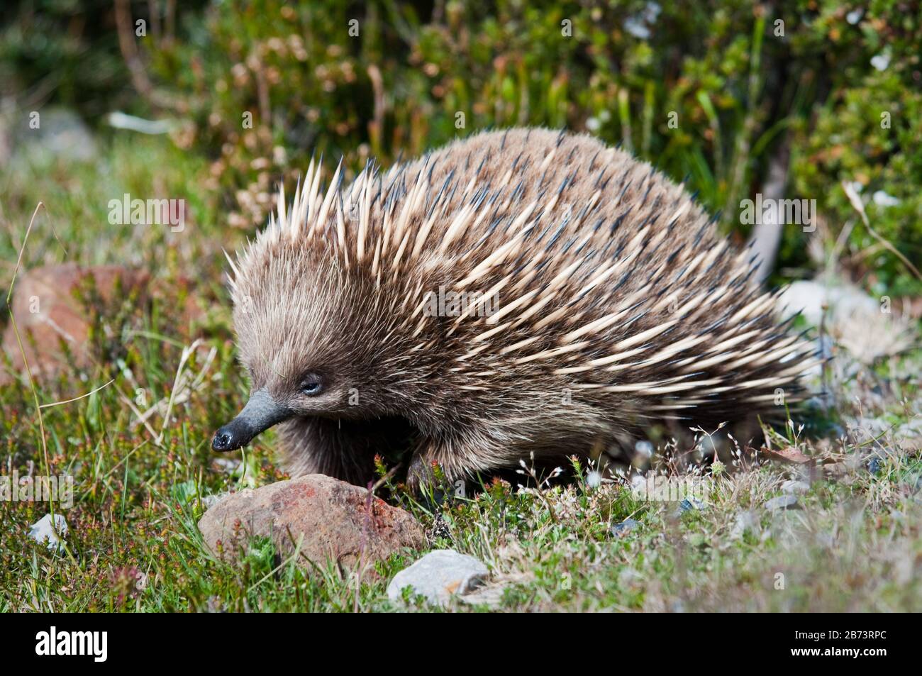 Spiny anteater or echidna hi-res stock photography and images - Alamy