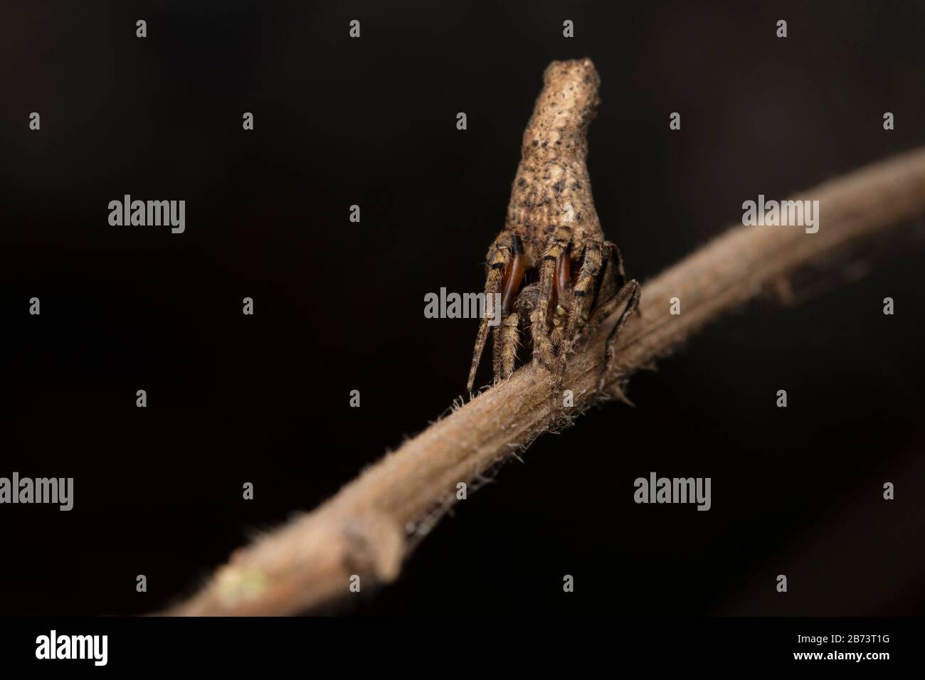 Poltys columnaris hi-res stock photography and images - Alamy