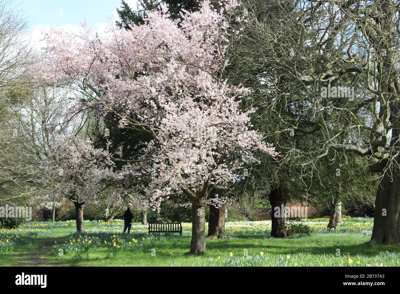 Afghanistan national flower hi-res stock photography and images - Alamy