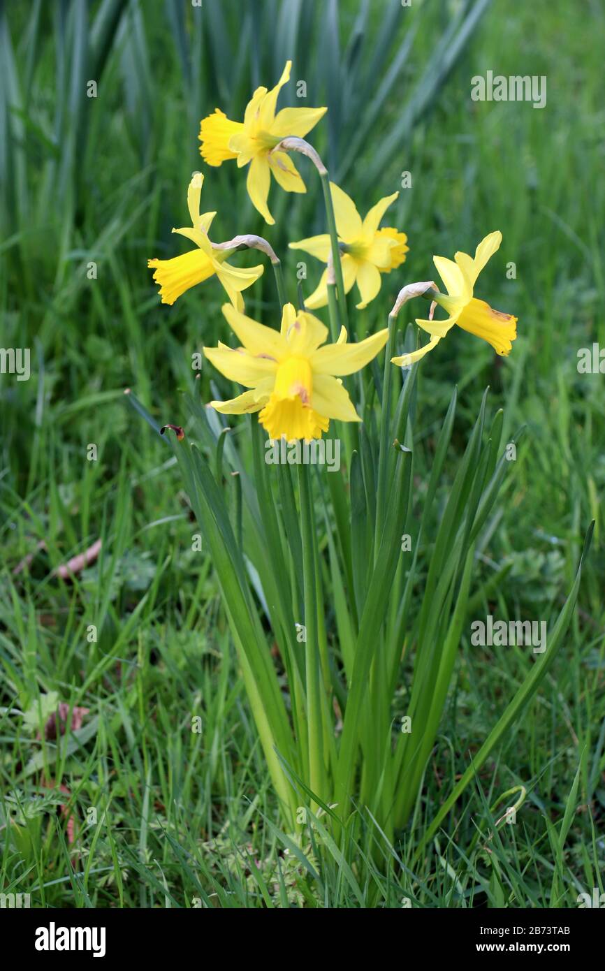 Perennia plant hi-res stock photography and images - Alamy