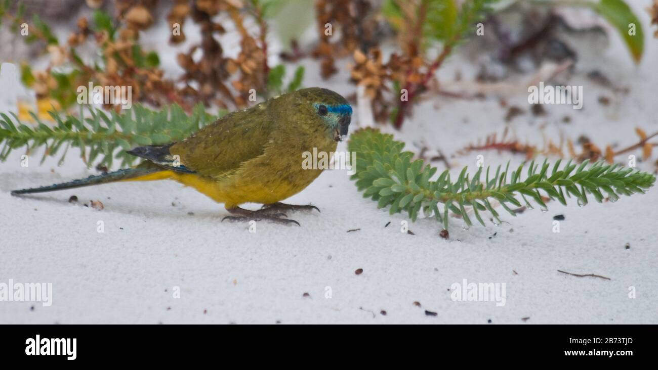 Rock parrot hi-res stock photography and images - Alamy
