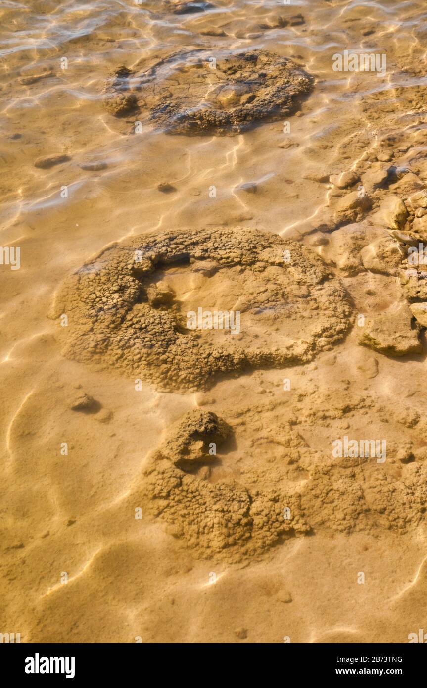 Cyanobacteria fossil hi-res stock photography and images - Alamy