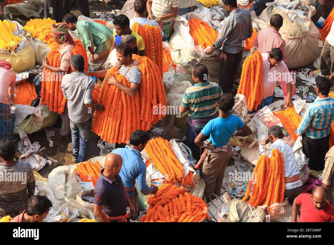Indian marigold flower hi-res stock photography and images - Alamy