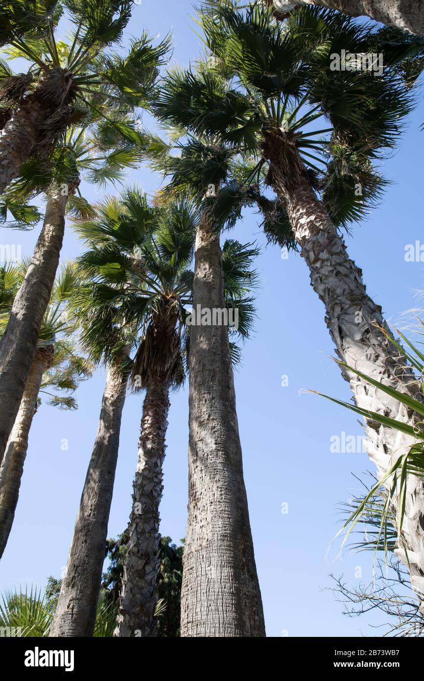 Genovés Park, Botanical Gardens in Cadiz, Spain Stock Photo - Alamy